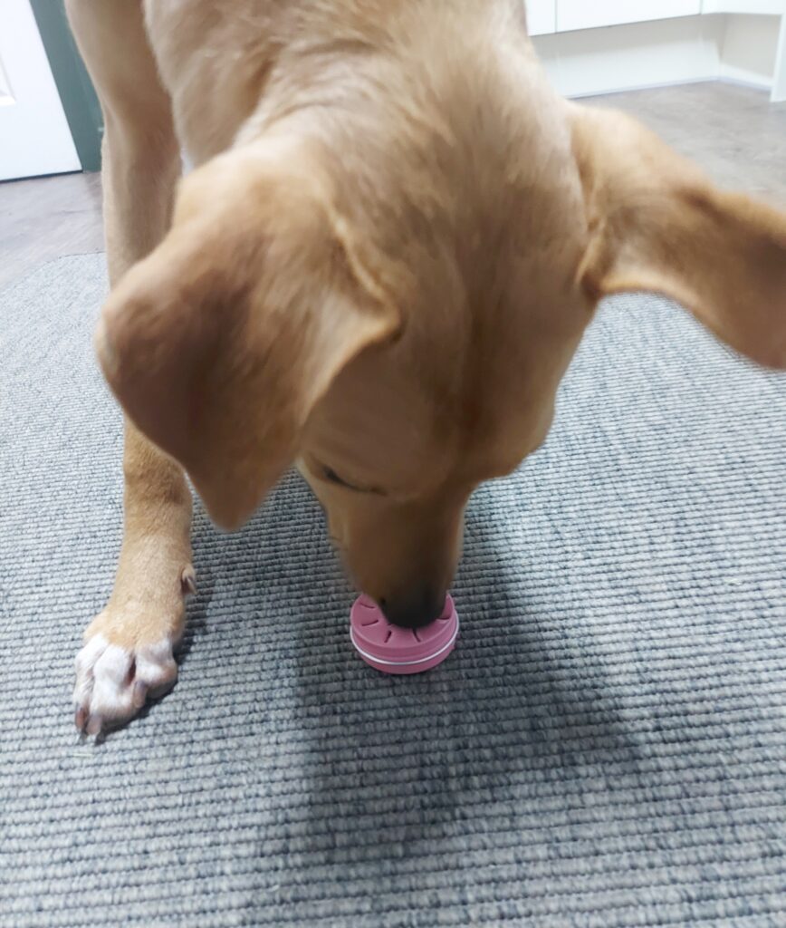Scent Training Made Simple - Edinburgh Dog Behaviour